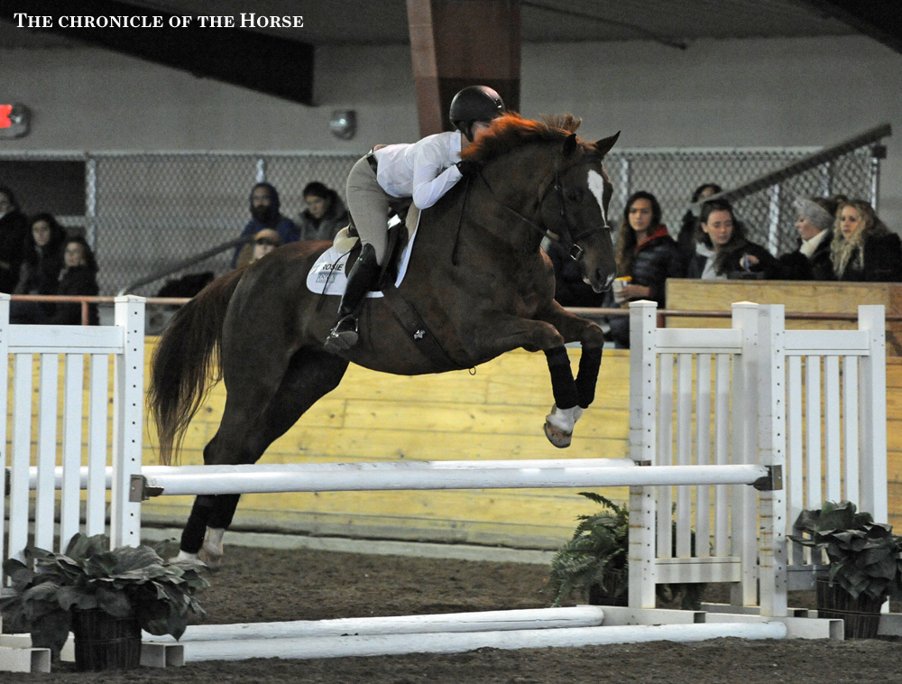 The Chronicle of the Horse