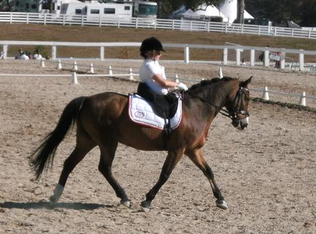 The Chronicle of the Horse