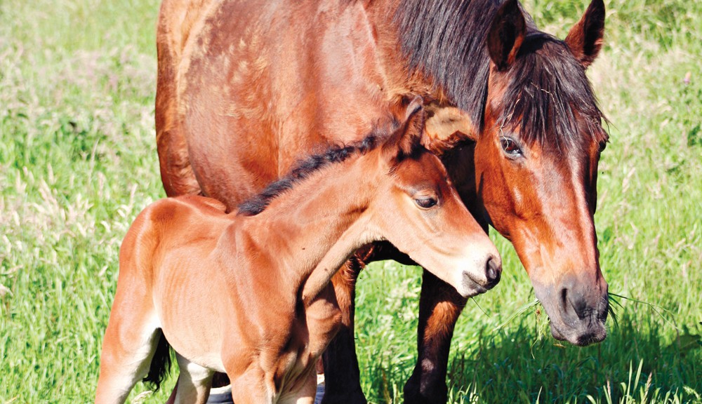 The Chronicle of the Horse