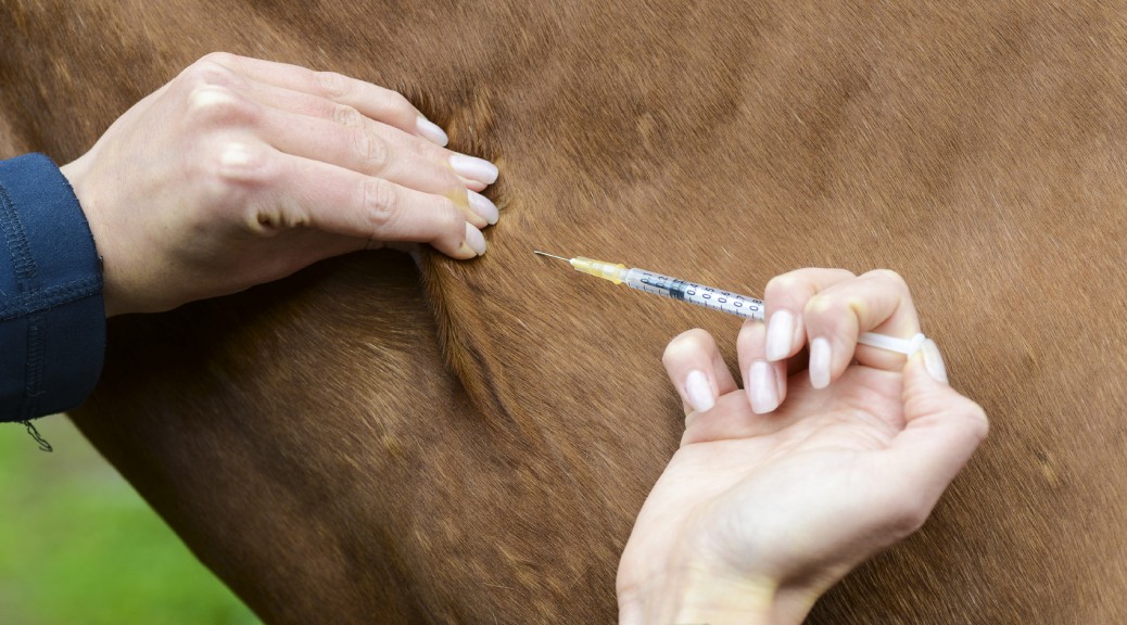 The Chronicle of the Horse