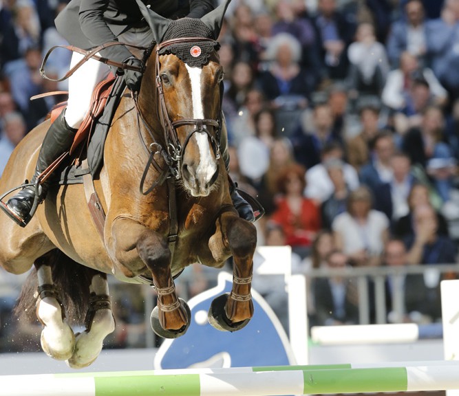 The Chronicle of the Horse