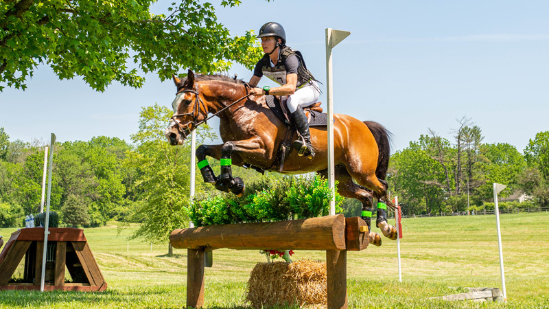 The Chronicle of the Horse